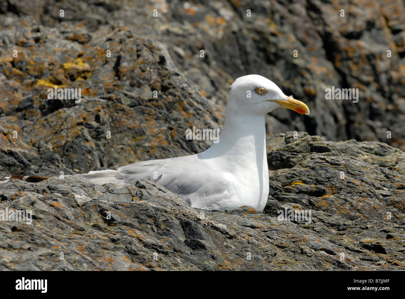 The Lizard Peninsula, Cornwall, England. A herring gull at Mullion Cove ...