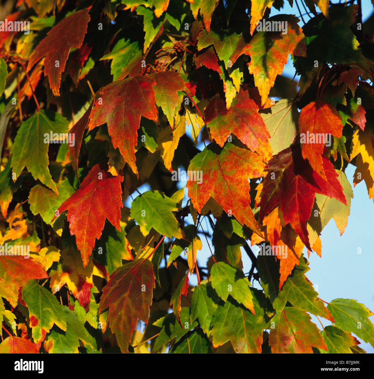 Acer rubrum with colourful Autumn foliage Stock Photo - Alamy