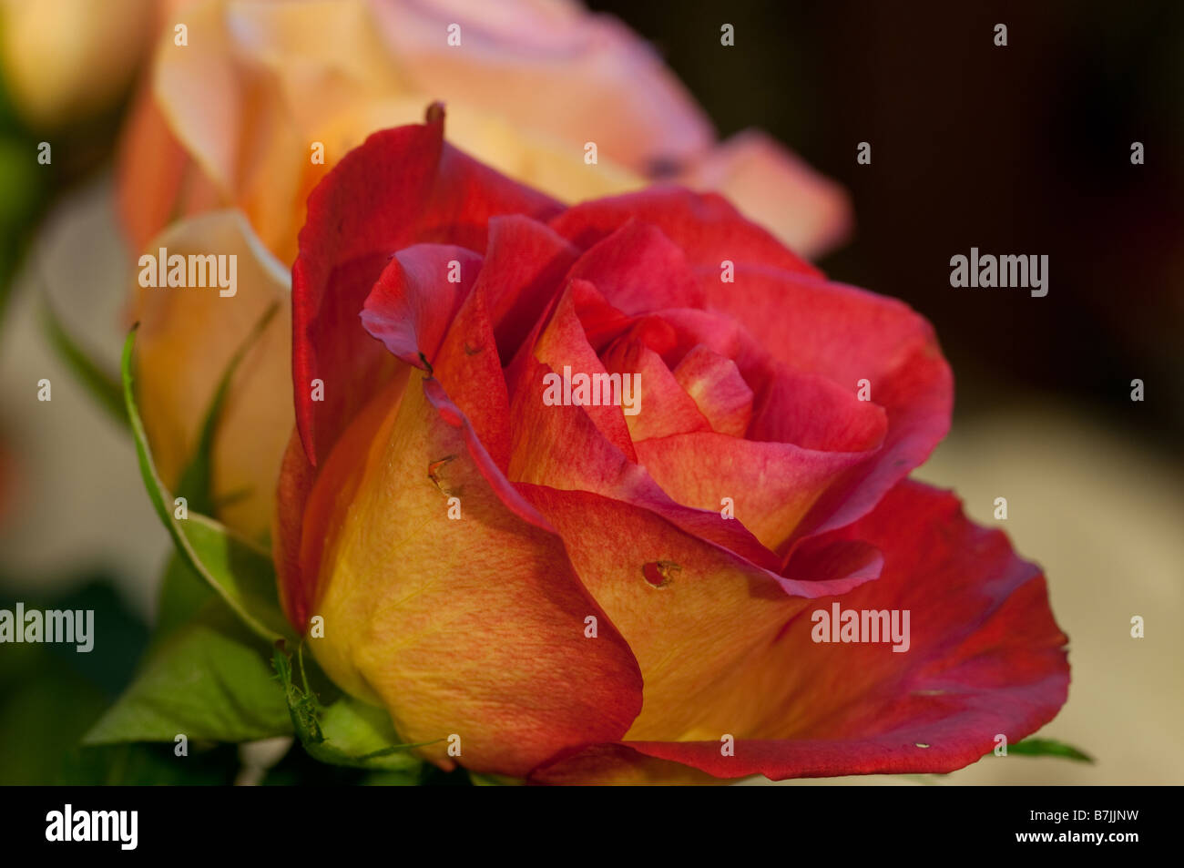 Long exposure macro rose Stock Photo - Alamy