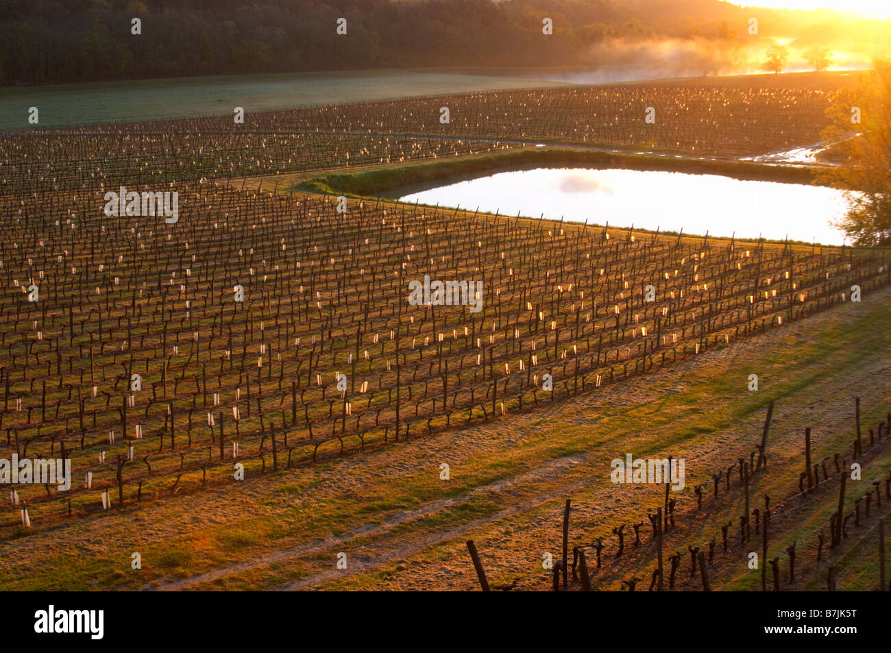 vineyard pond in early morning chateau pey la tour bordeaux france ...