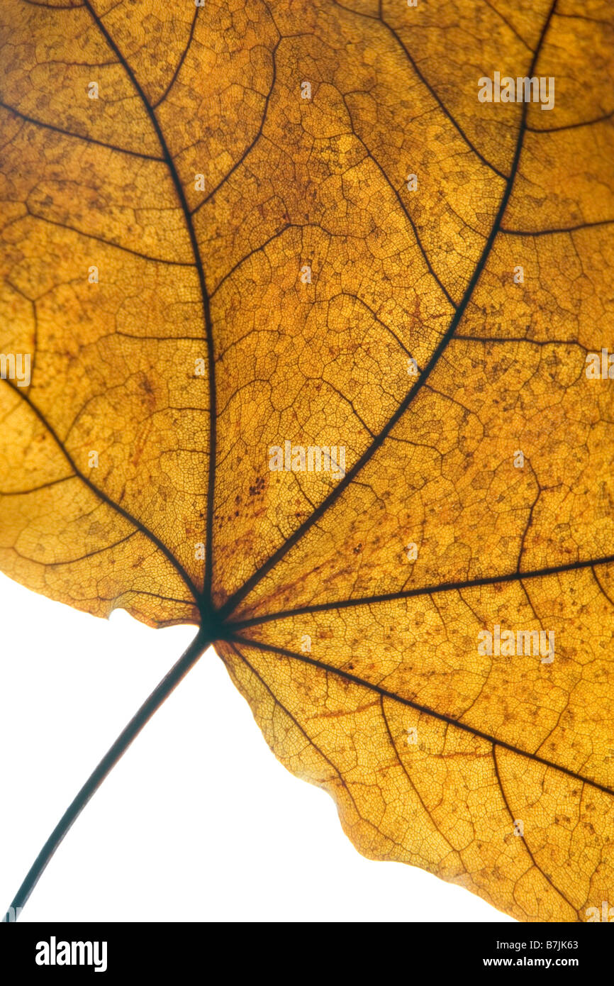 Detail Of A Dry Leaf Stock Photo - Alamy