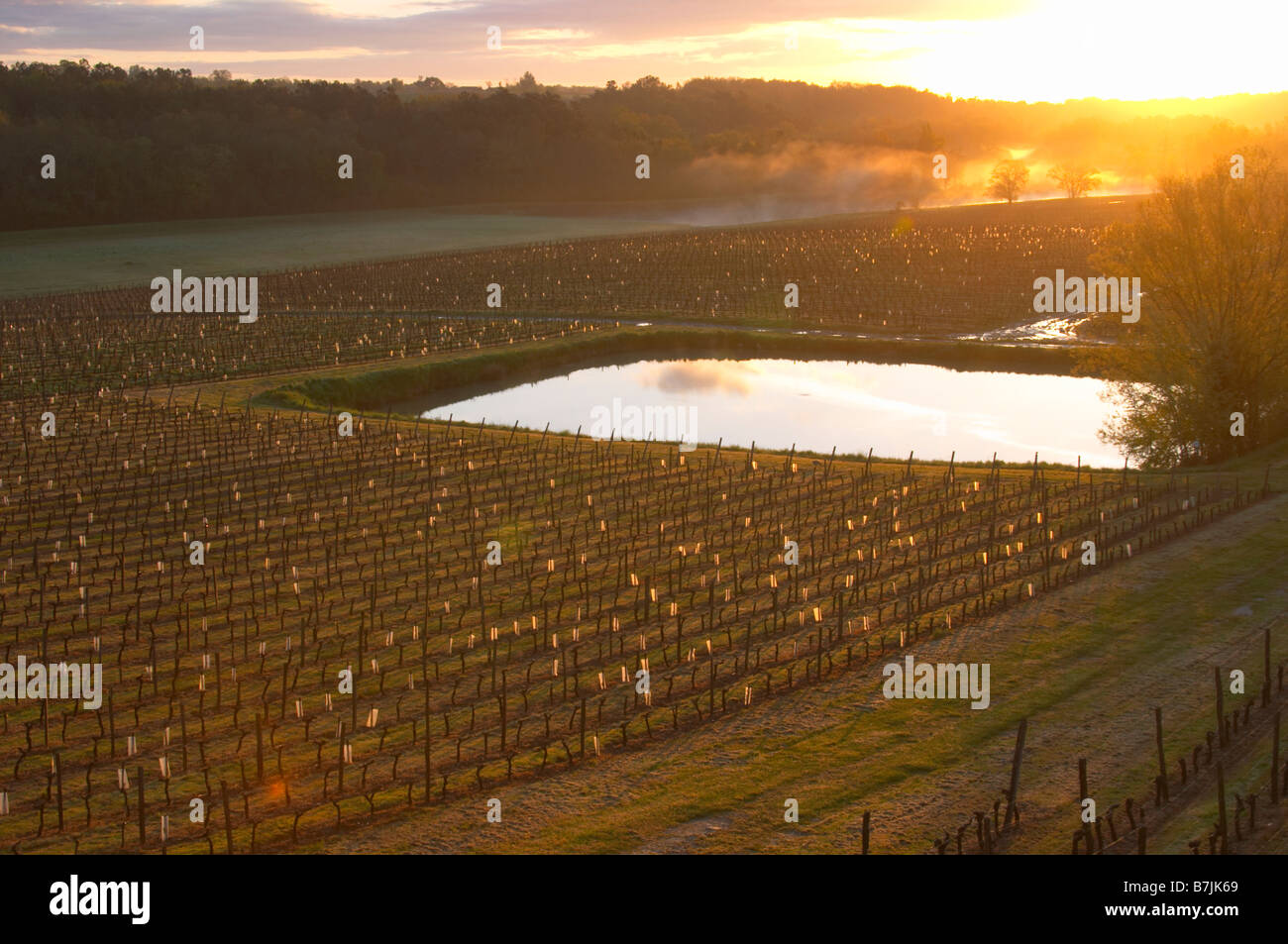 vineyard pond in early morning mist chateau pey la tour bordeaux france ...
