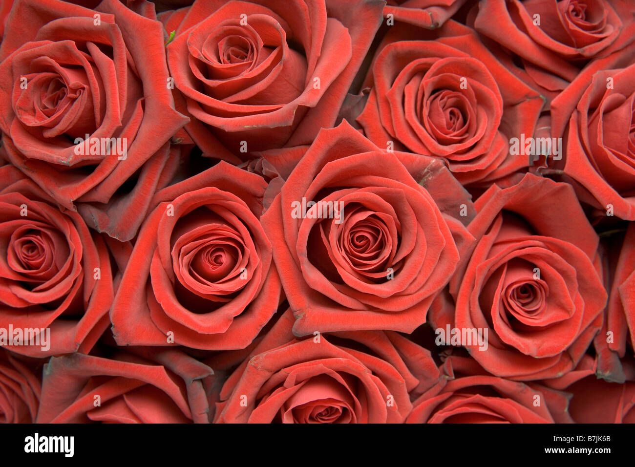 Bunch red rose buds roses hi-res stock photography and images - Alamy