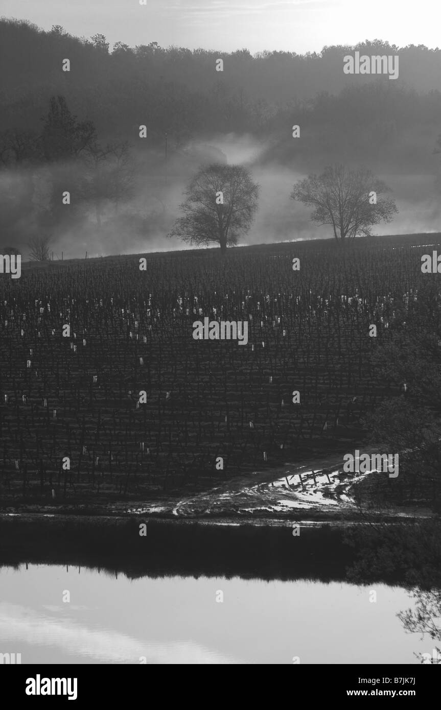 vineyard pond in early morning mist chateau pey la tour bordeaux france ...