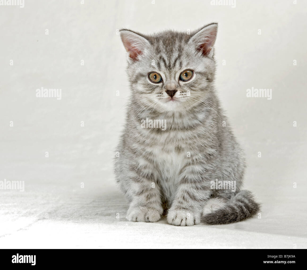 British Shorthair cat - kitten (8 weeks) - cut out Stock Photo - Alamy