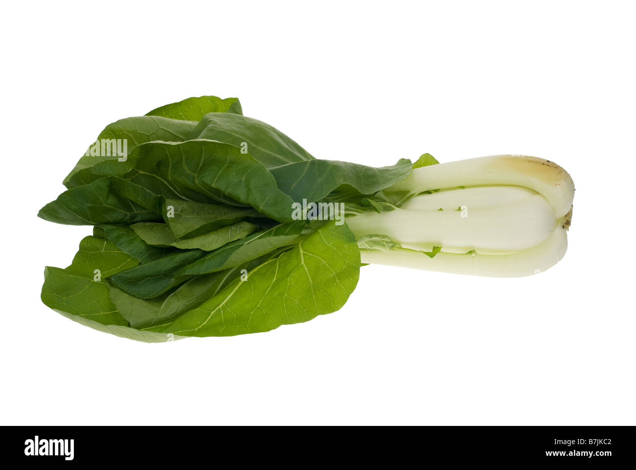 fresh pak Choy isolated on a white background Stock Photo - Alamy