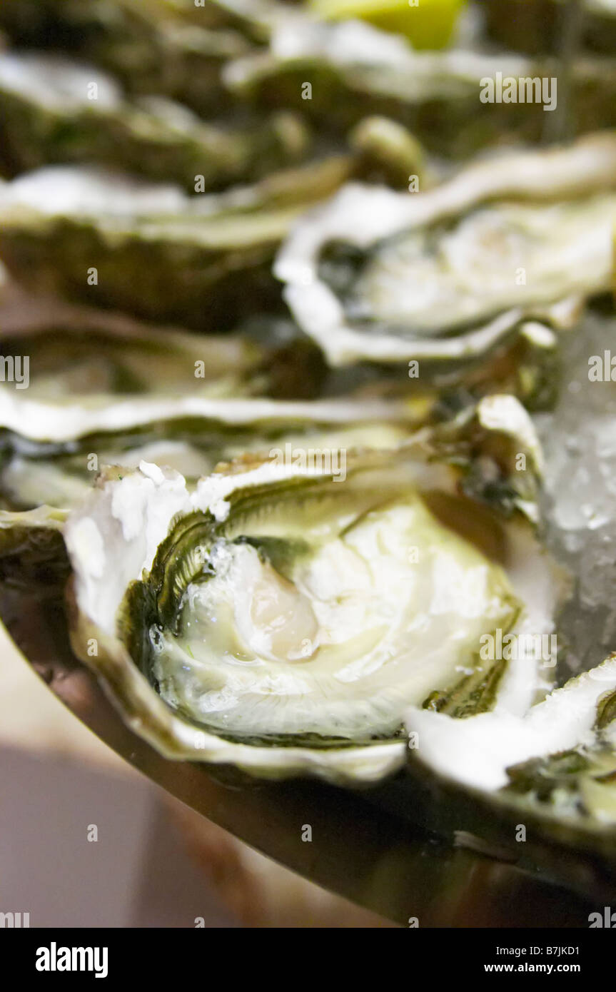 Belons oysters hi-res stock photography and images - Alamy