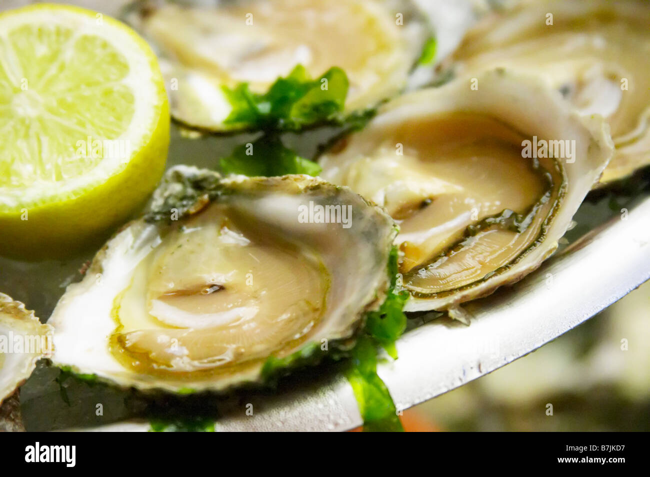 Belon oysters hi-res stock photography and images - Alamy