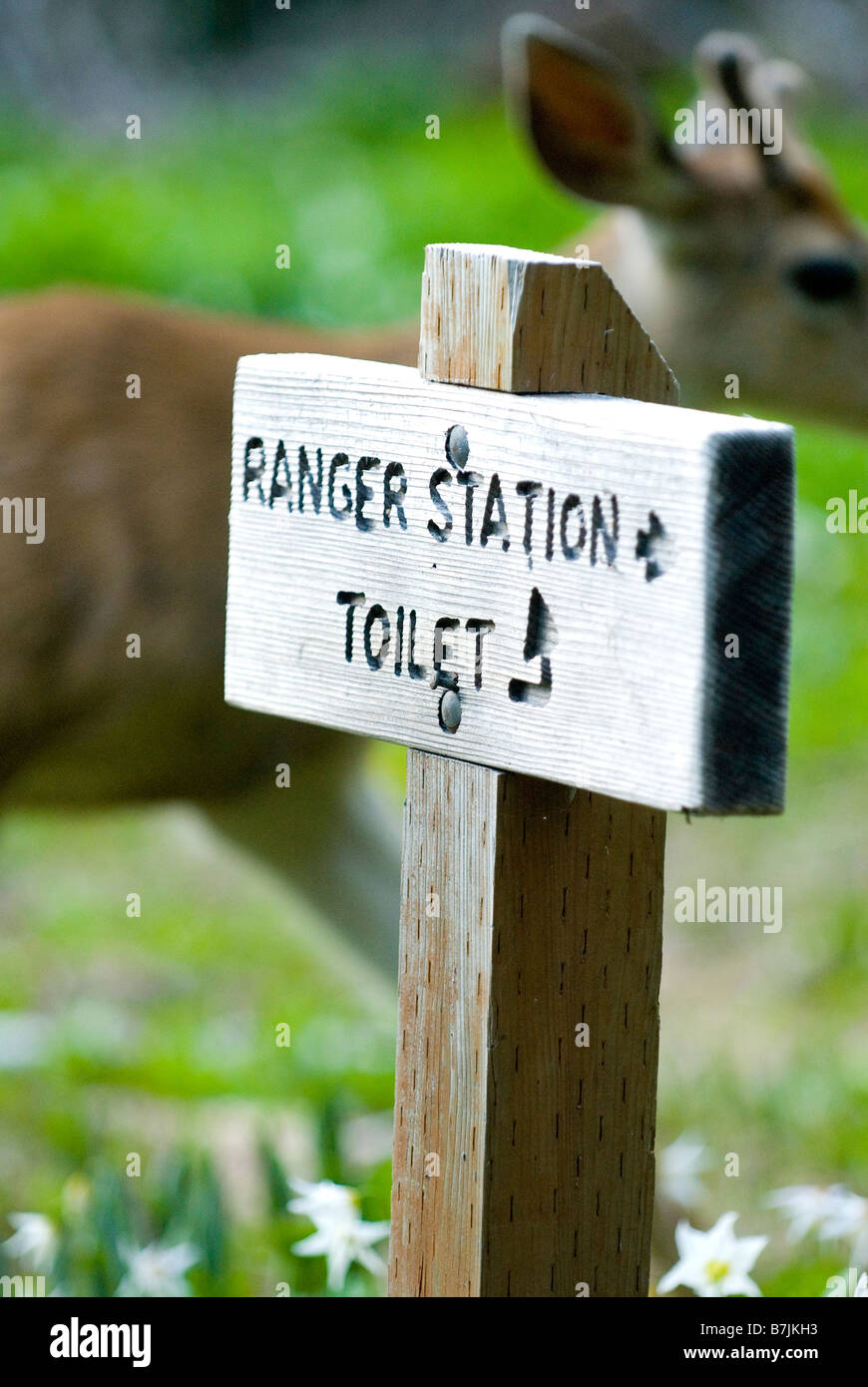 Mule deer in a meadow with a toilet sign. USA, Washington, Olympic ...
