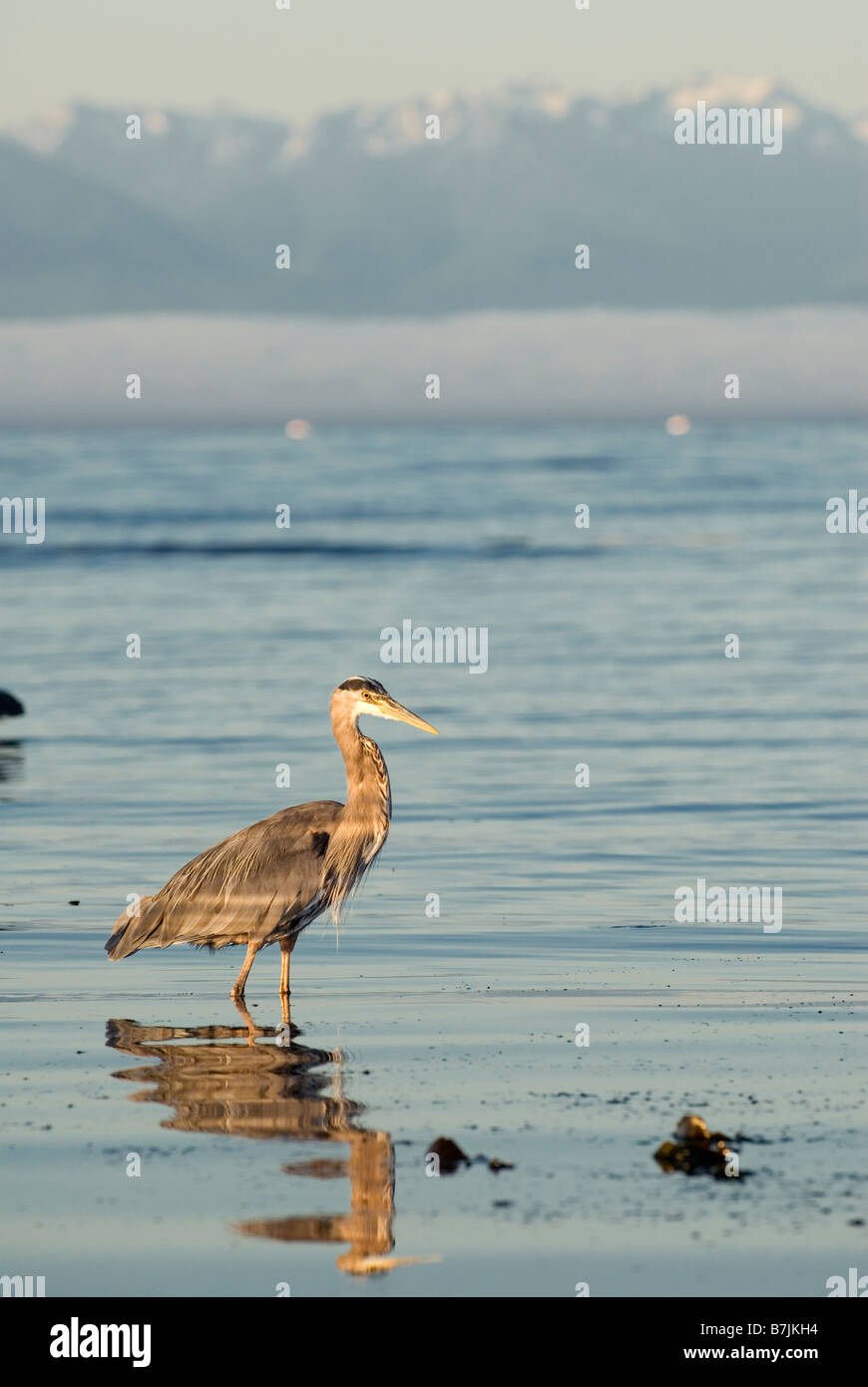 Great Blue Heron feeding. Victoria, Vancouver Island, BC Stock Photo ...
