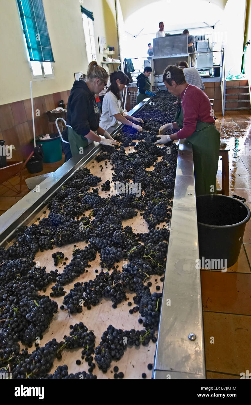 merlot grape sorting table chateau phelan segur st estephe medoc bordeaux france Stock Photo - Alamy
