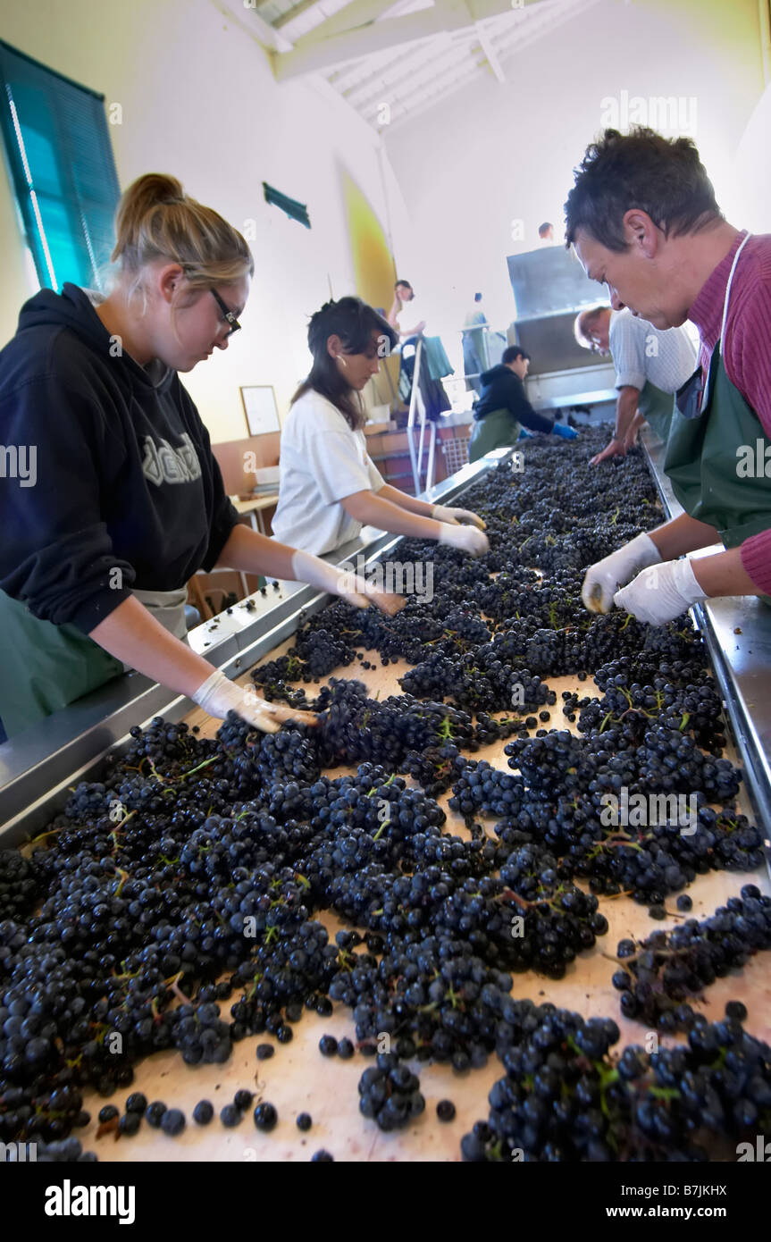 merlot grape sorting table chateau phelan segur st estephe medoc bordeaux france Stock Photo - Alamy