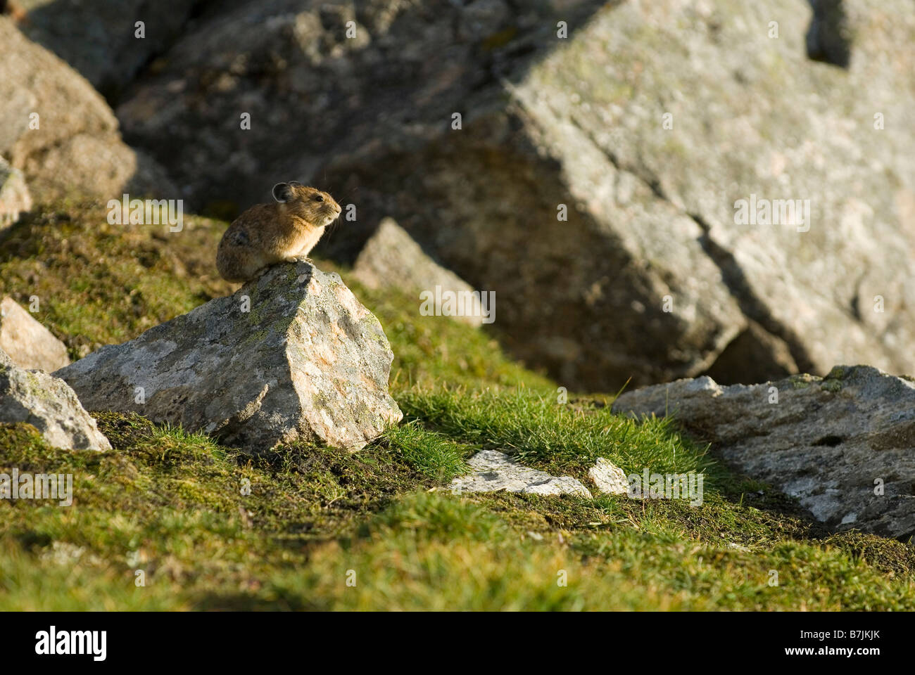 Pika alberta hi-res stock photography and images - Alamy