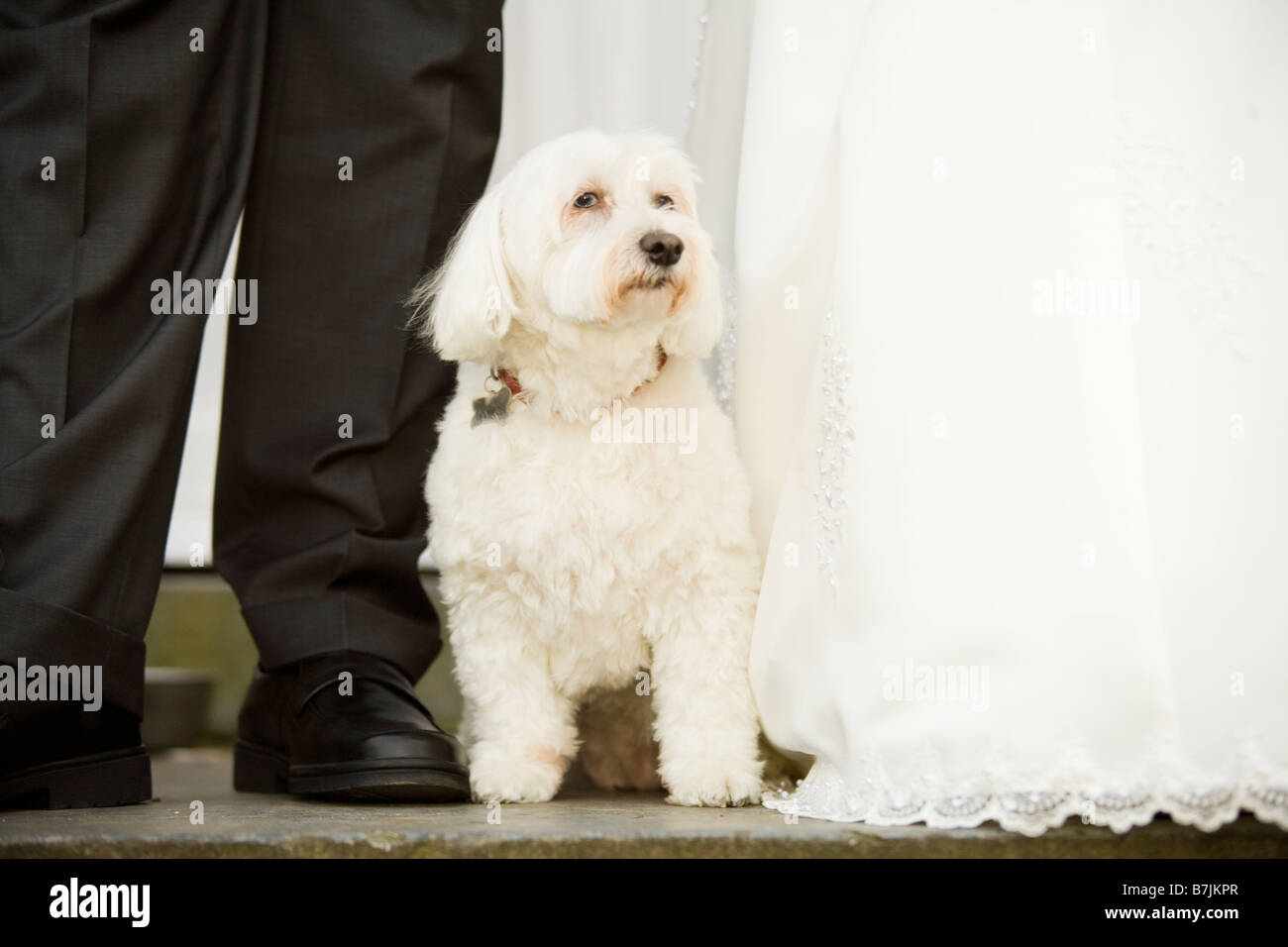 Bride dog hi-res stock photography and images - Alamy