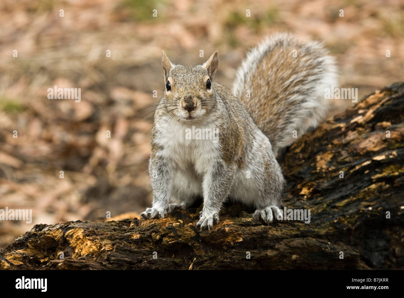 The Eastern Gray Squirrel (Sciurus carolinensis), Central Park New York ...
