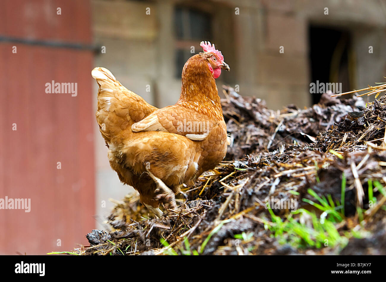 Dunghill hi-res stock photography and images - Alamy