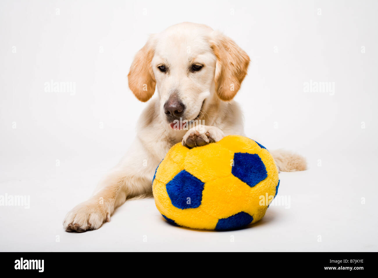 Dog with a ball Stock Photo - Alamy