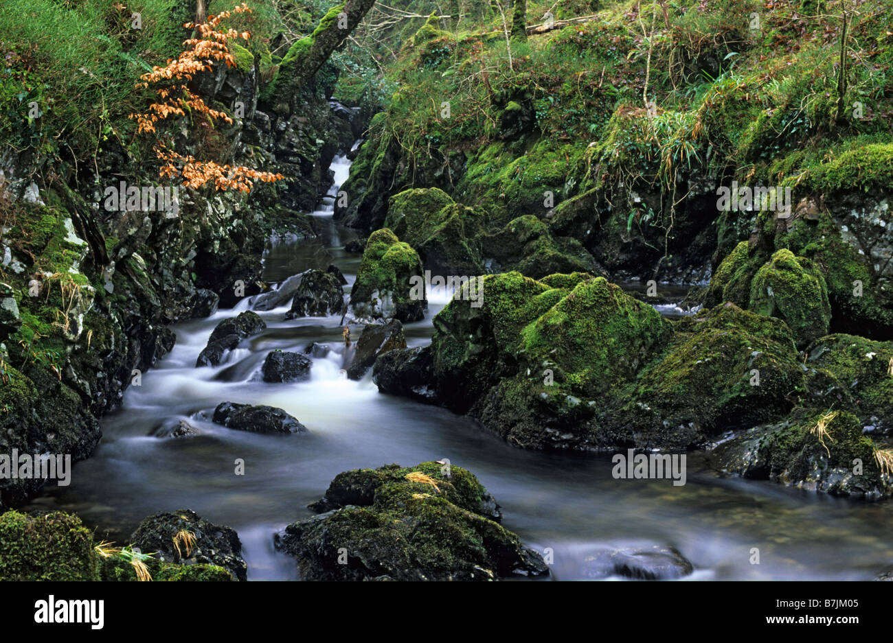 Wood of cree newton stewart hi-res stock photography and images - Alamy