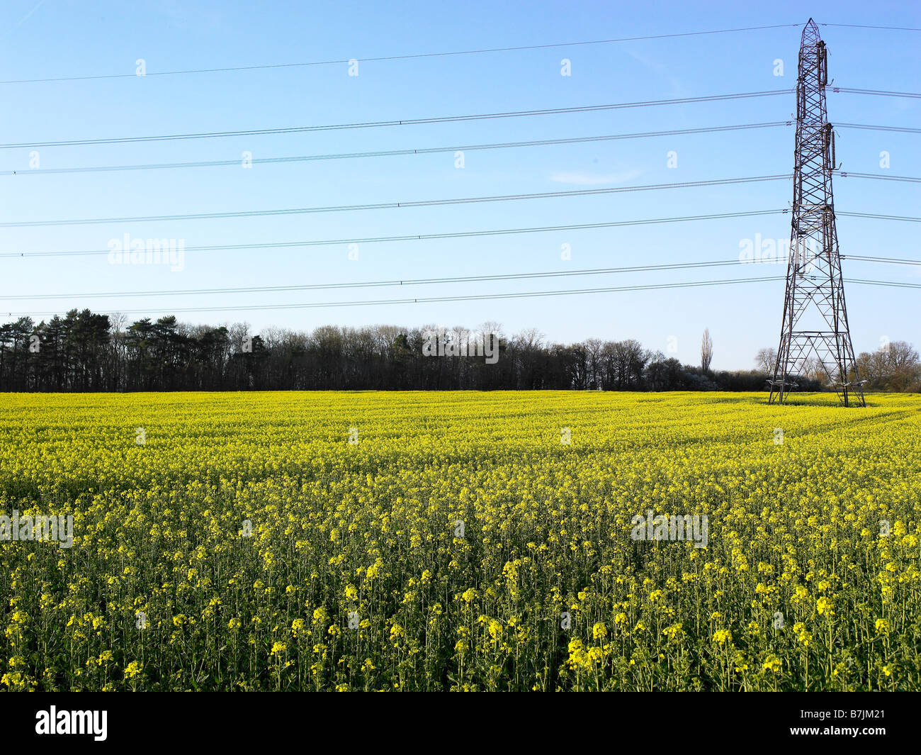 Yellow field with pylon Stock Photo - Alamy