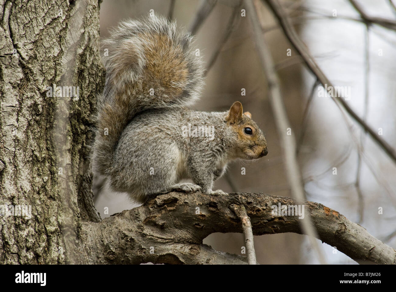 The Eastern Gray Squirrel (Sciurus carolinensis), Central Park New York ...