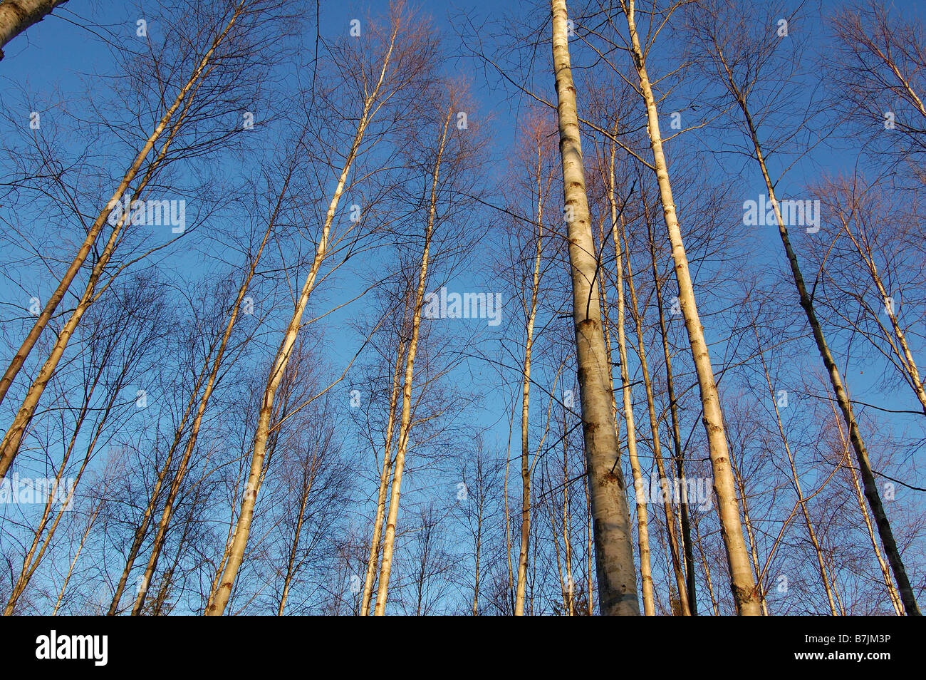 Silver birch forest hi-res stock photography and images - Alamy