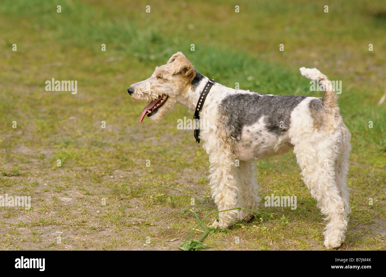 Fox terrier dog hi-res stock photography and images - Alamy