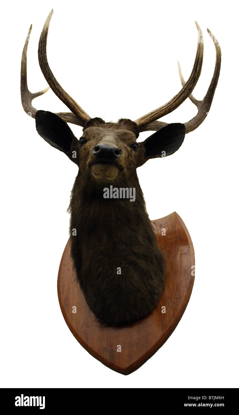 Deer stag bust head mounted Cut Out Stock Images & Pictures - Alamy