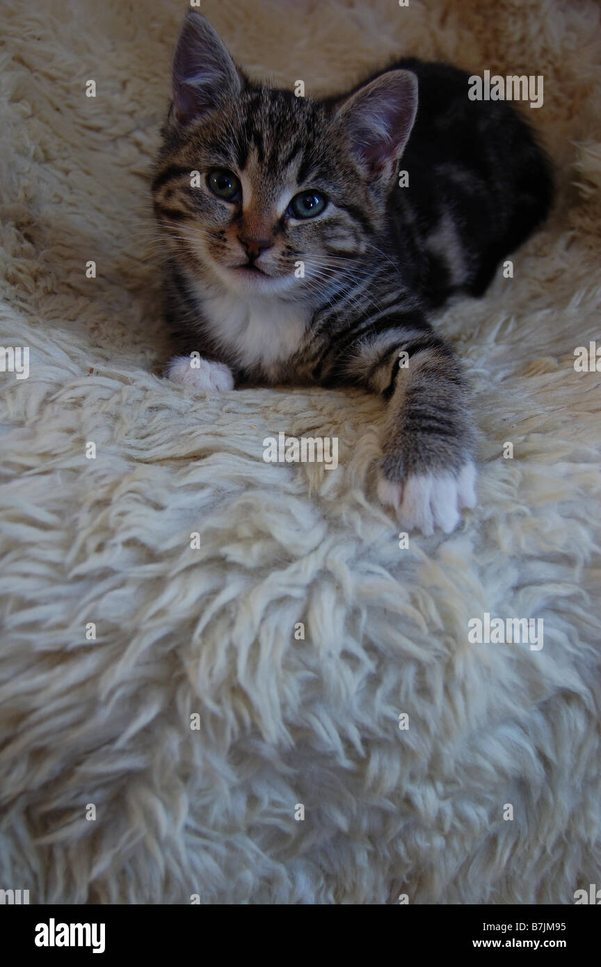 tabby kitten on a sheepskin rug Stock Photo - Alamy