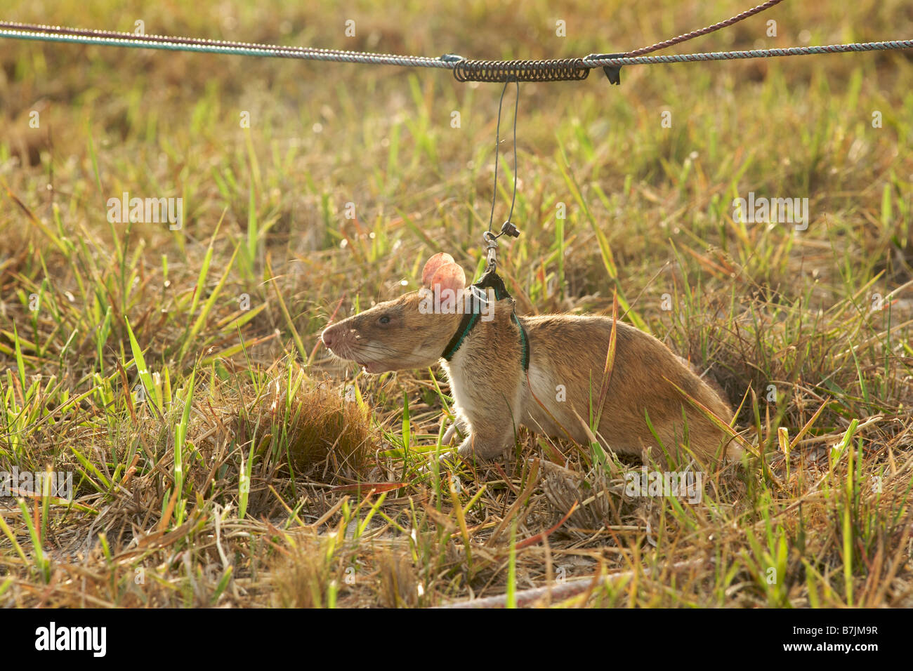 African giant pouched rat hi-res stock photography and images - Alamy