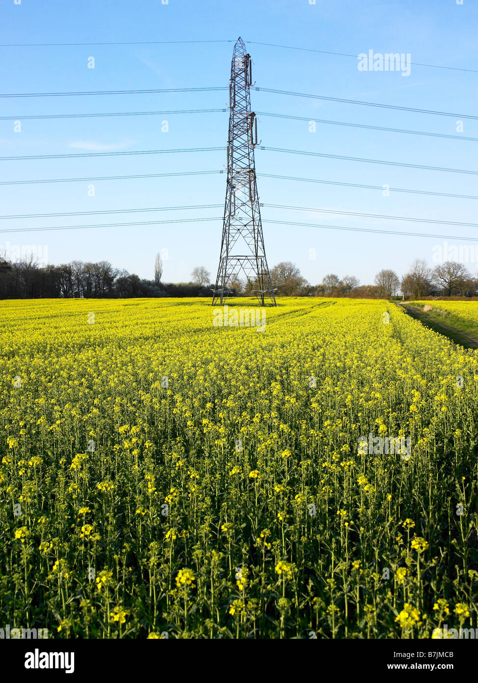 Yellow field with pylon Stock Photo - Alamy