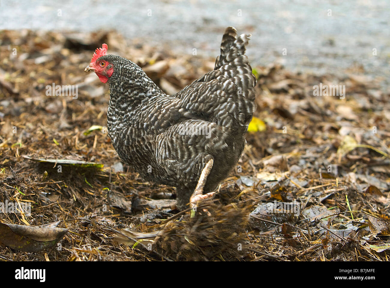 Dunghill hi-res stock photography and images - Alamy