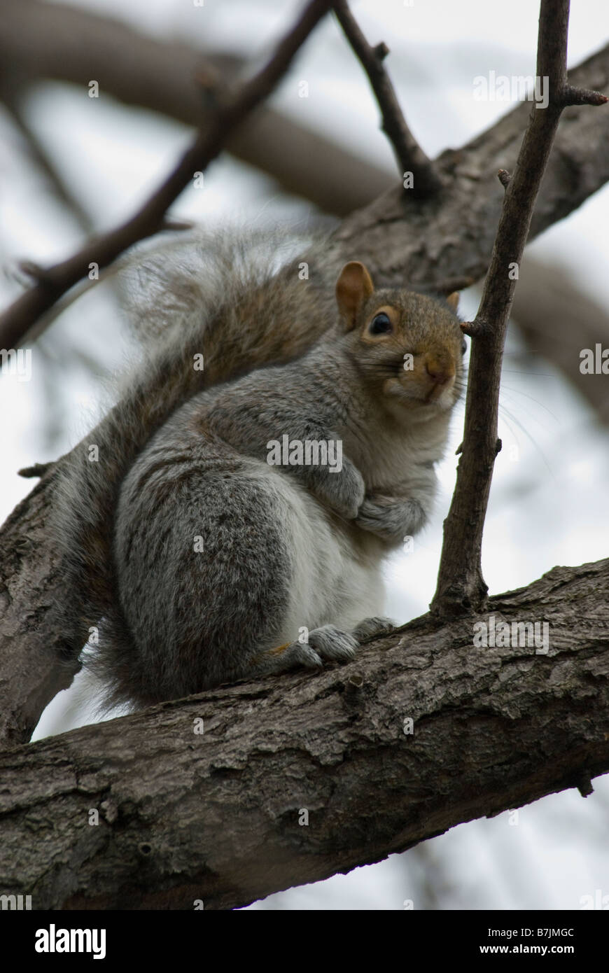 The Eastern Gray Squirrel (Sciurus carolinensis), Central Park New York ...
