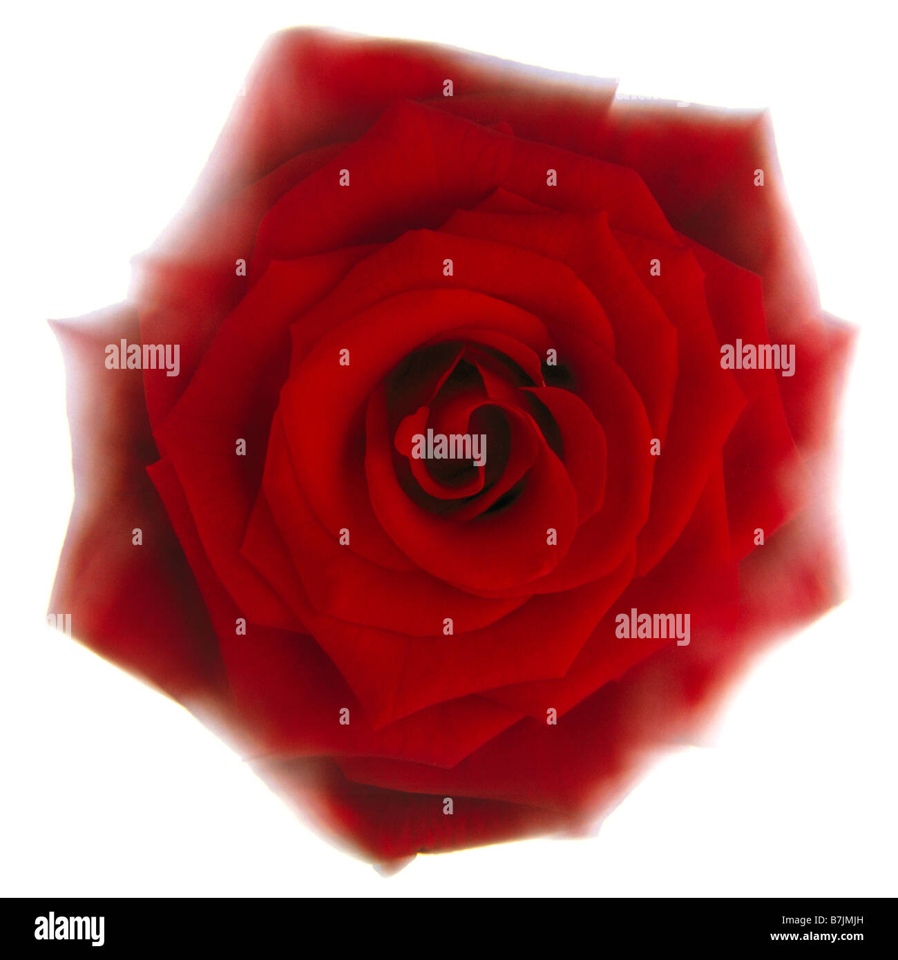 Red Rose on white background Stock Photo - Alamy