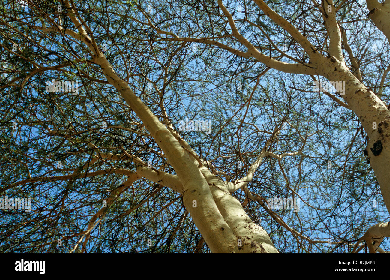 Tree branches, Kenya Stock Photo - Alamy