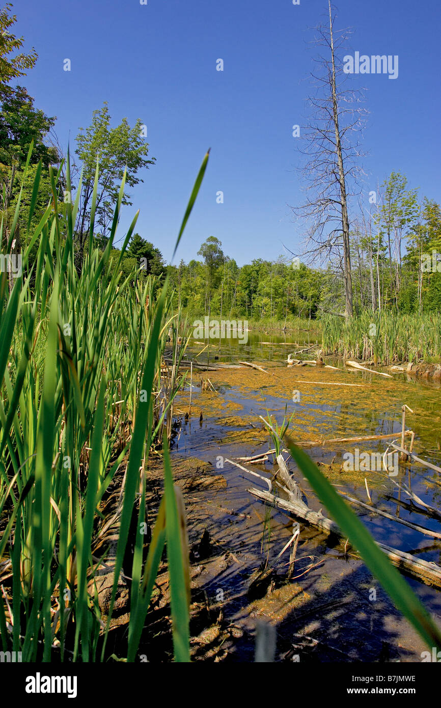 Wetlands, Canada, Ontario, Campbellville Stock Photo - Alamy