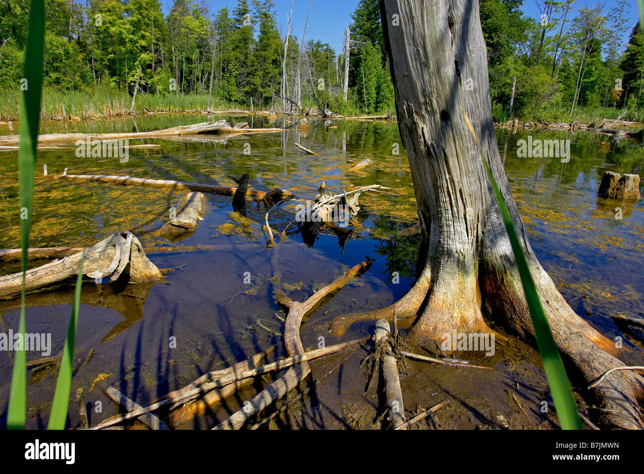 Marshes marshland marshlands wetland wetlands bog bogs hi-res stock ...