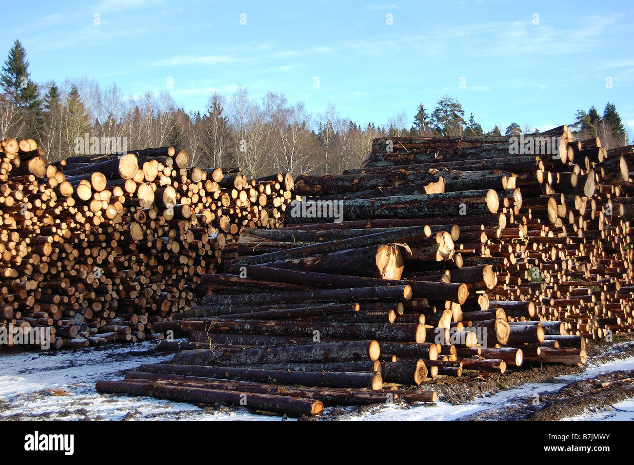 timber piles in sweden Stock Photo - Alamy