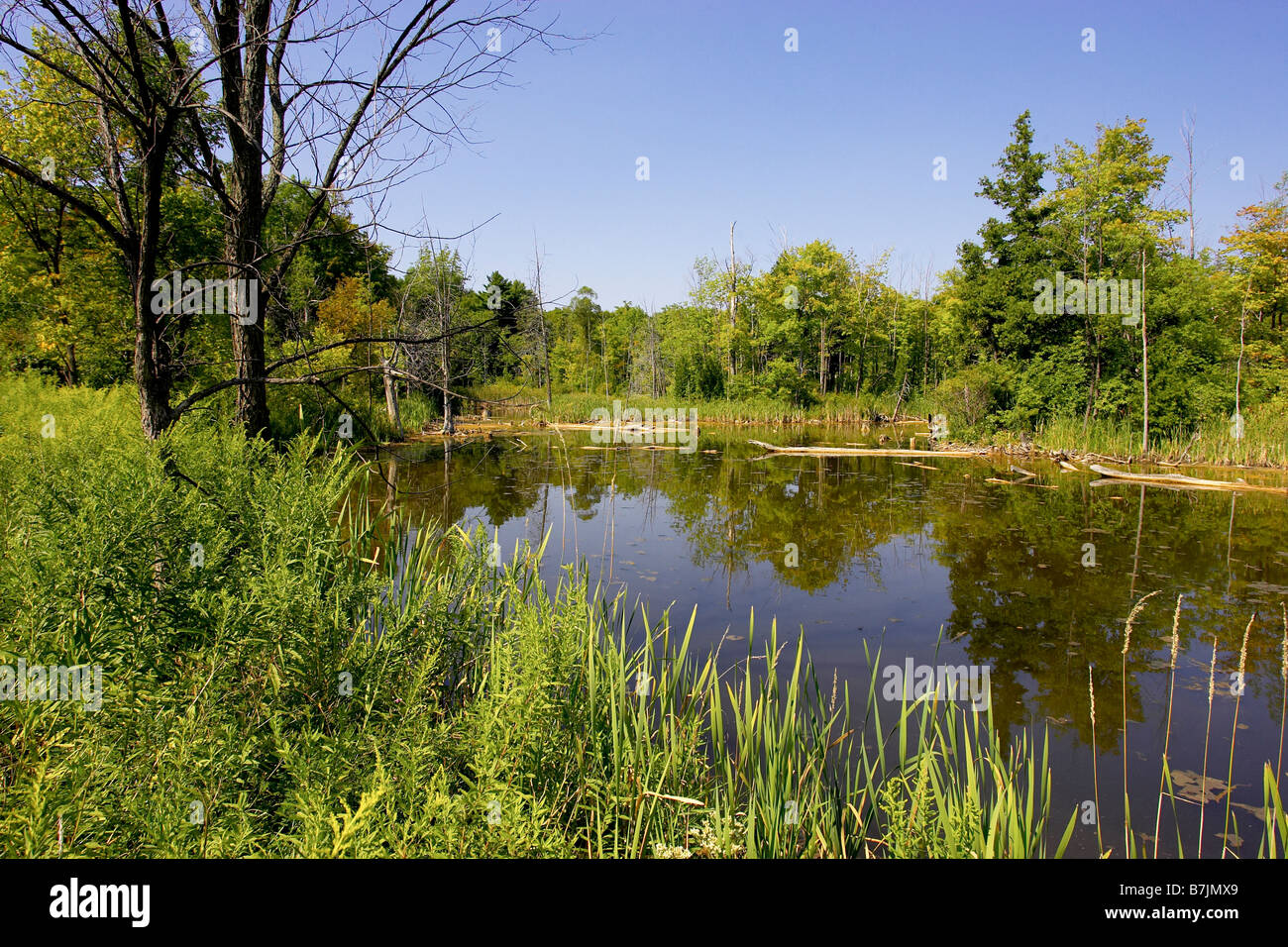 Wetlands, Canada, Ontario, Campbellville Stock Photo - Alamy