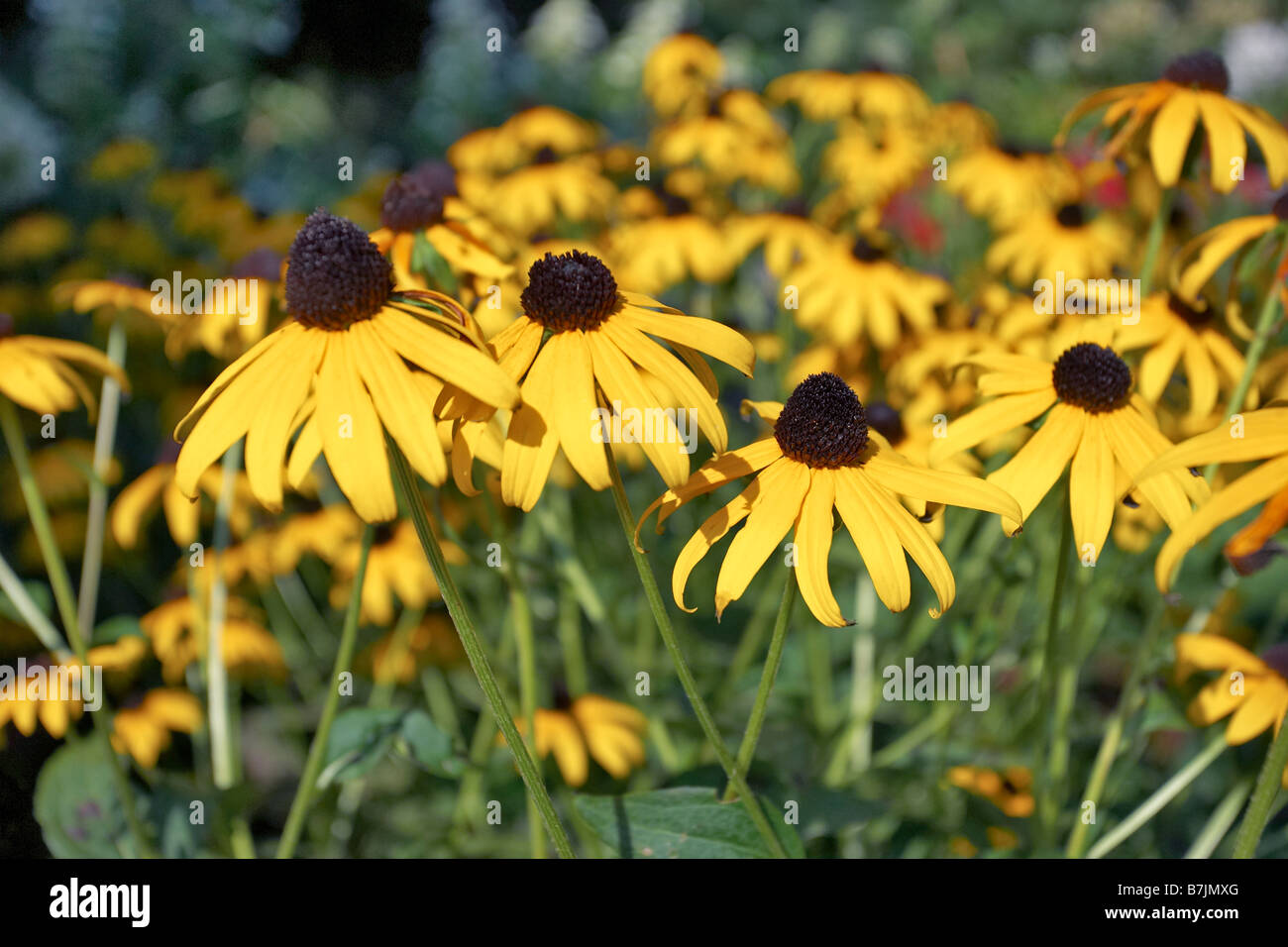 Black-eyed Susan, Canada, Ontario Stock Photo - Alamy