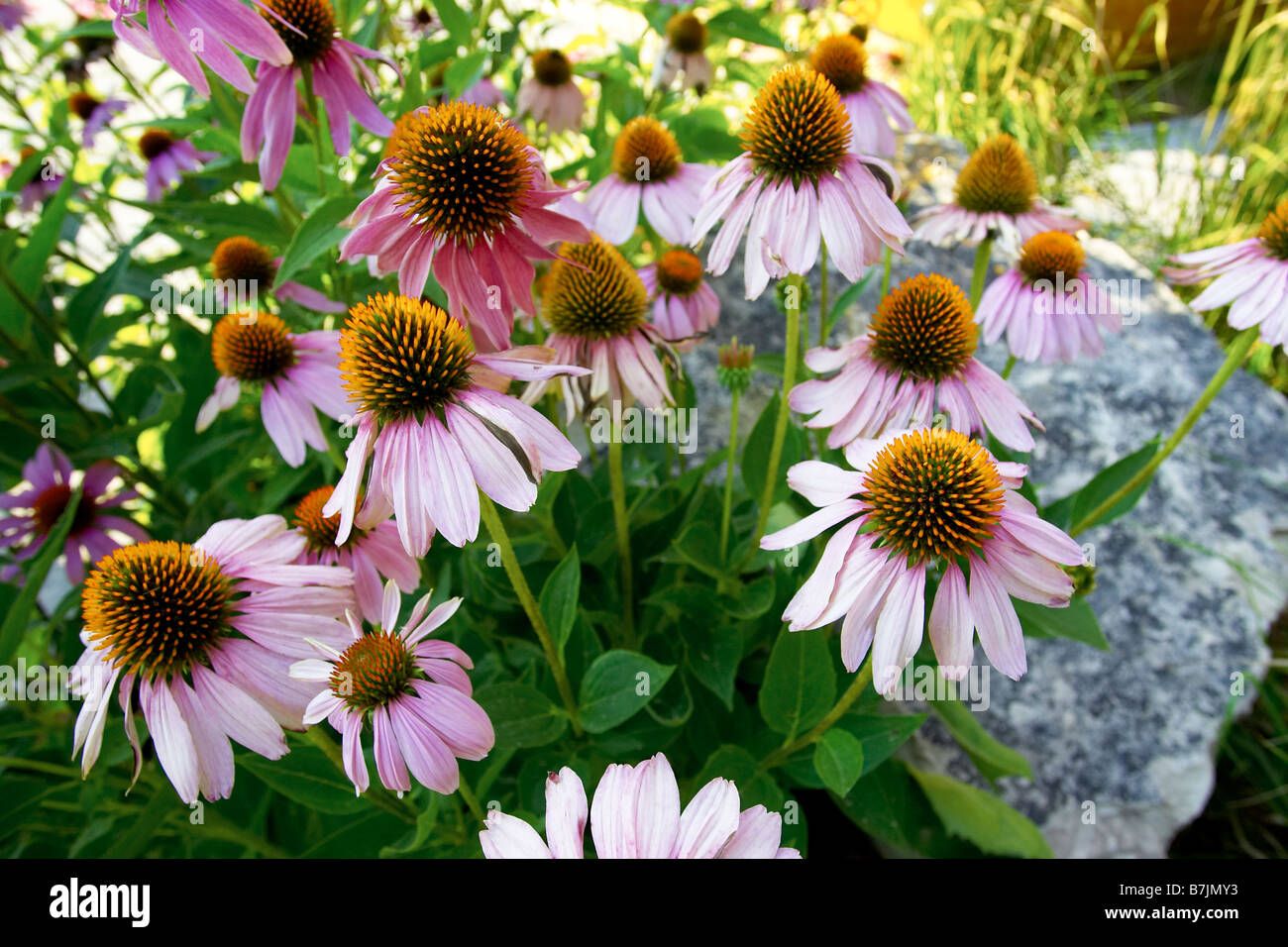 Perennial flower ontario hi-res stock photography and images - Alamy