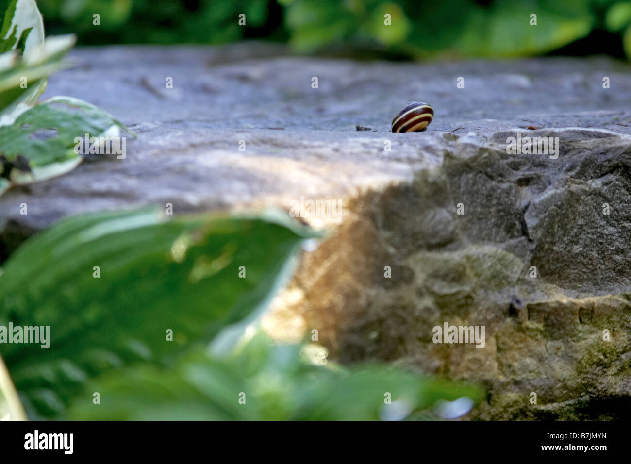 Snail, on rock surrounded by foliage, Canada, Ontario Stock Photo - Alamy