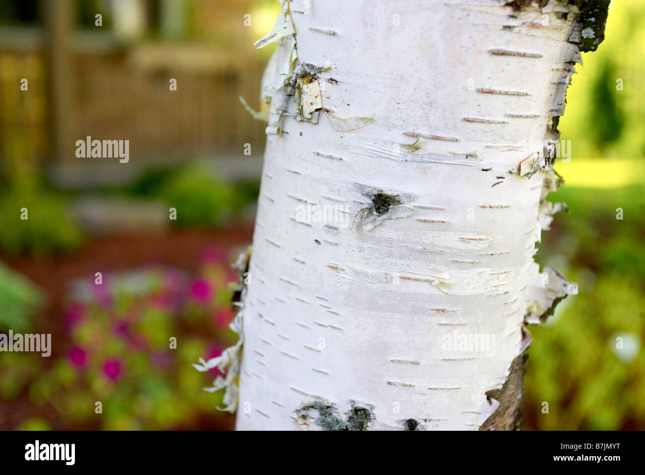 Cu close up birch tree hi-res stock photography and images - Alamy