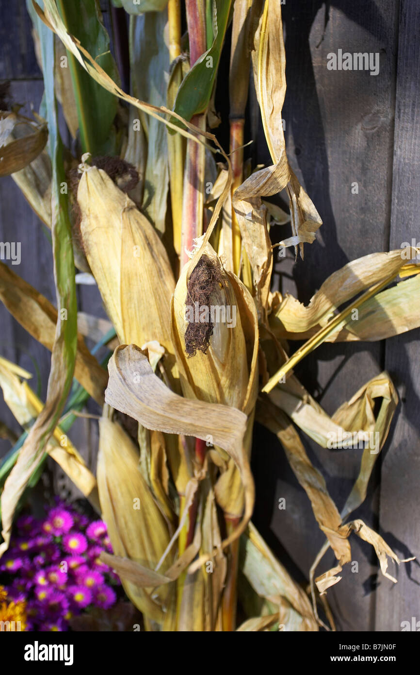 Bundle of corn hi-res stock photography and images - Alamy