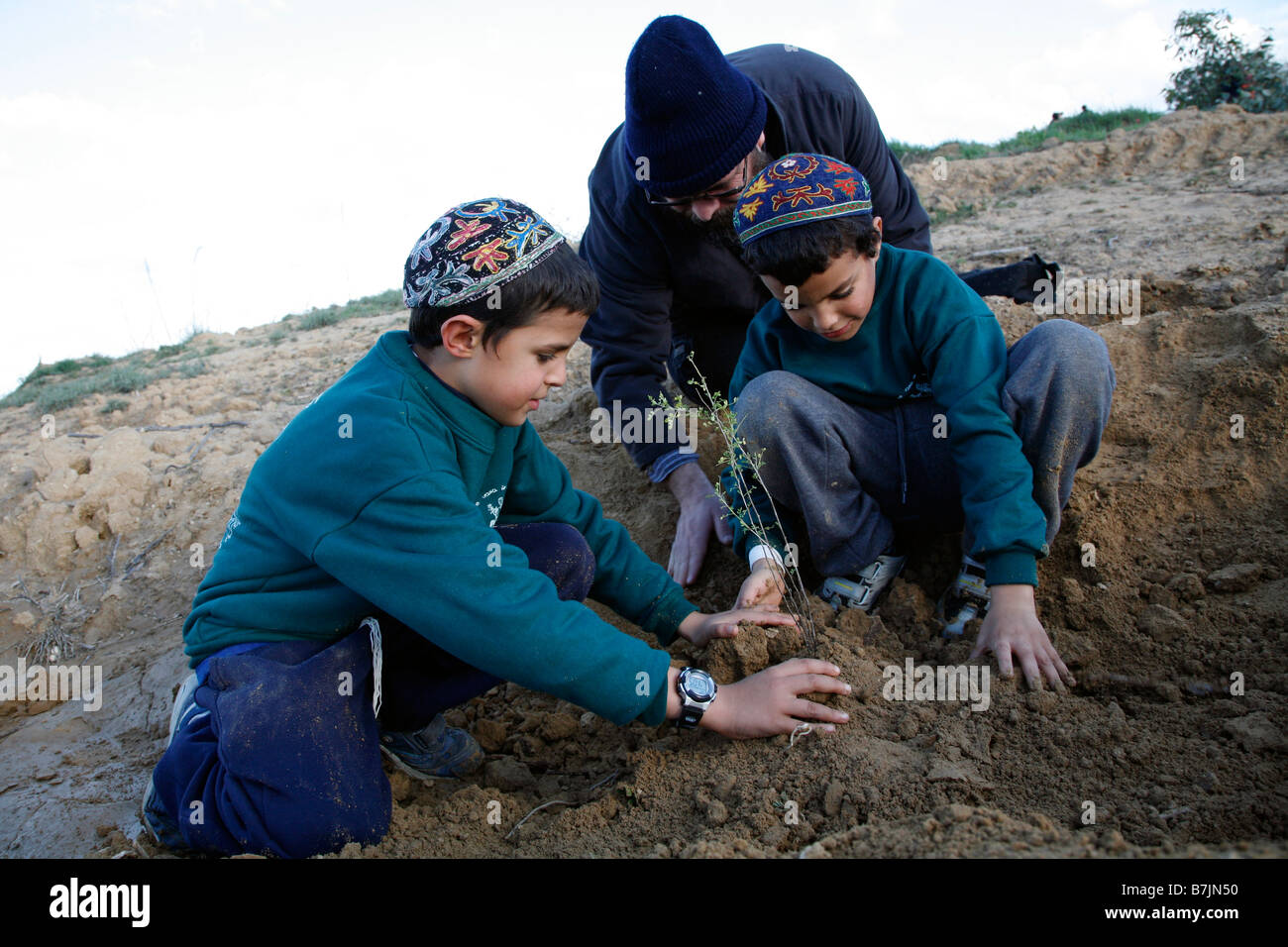 Israeli family planting on olive tree for the Jewish festival of Tu ...