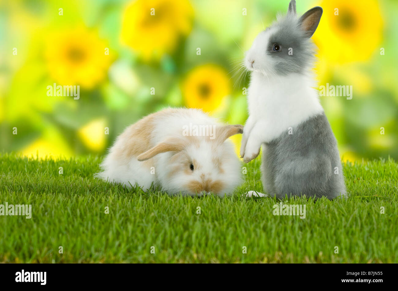 Lion headed mini lop hi-res stock photography and images - Alamy