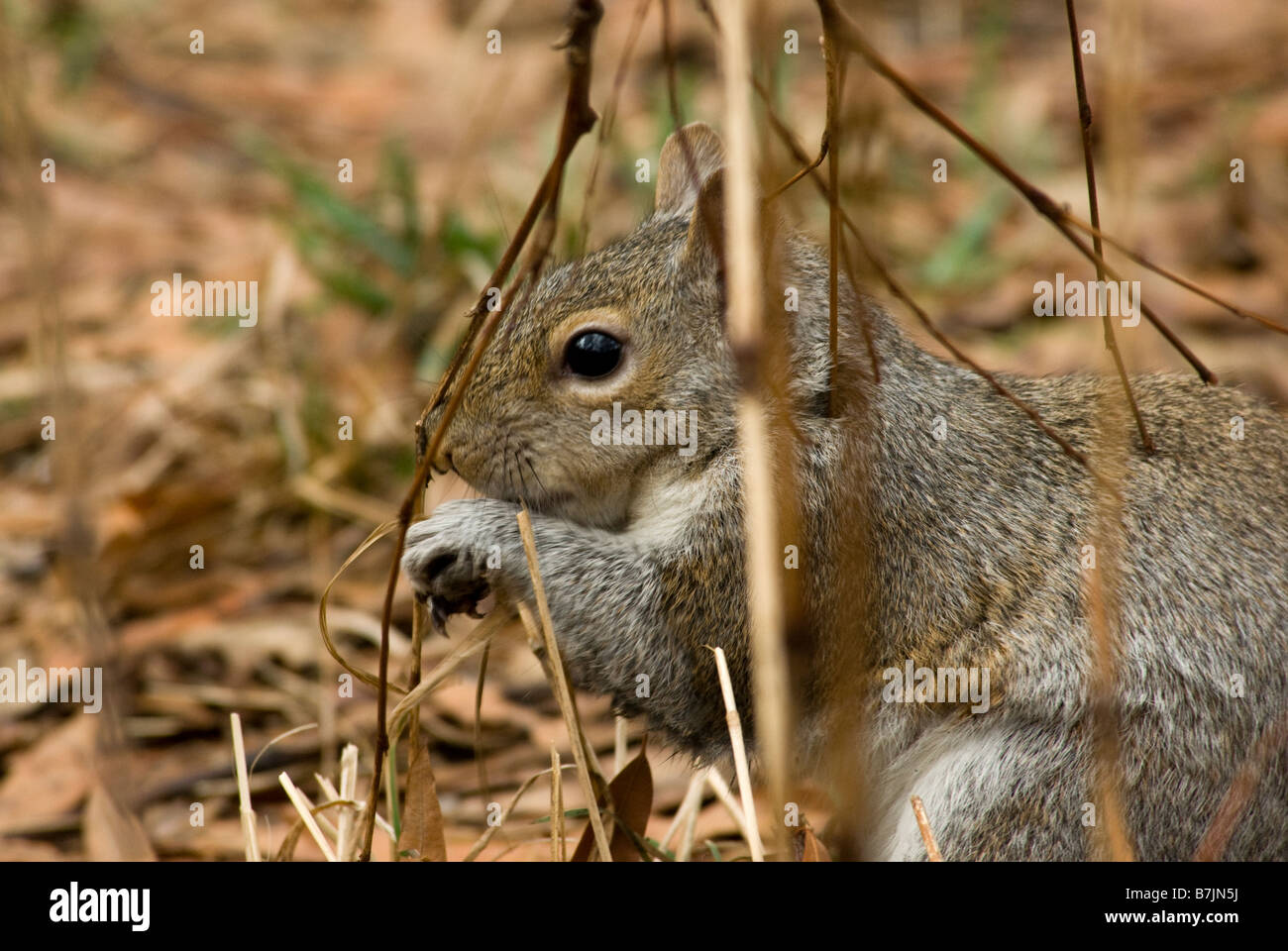 The Eastern Gray Squirrel (Sciurus carolinensis), Central Park New York ...