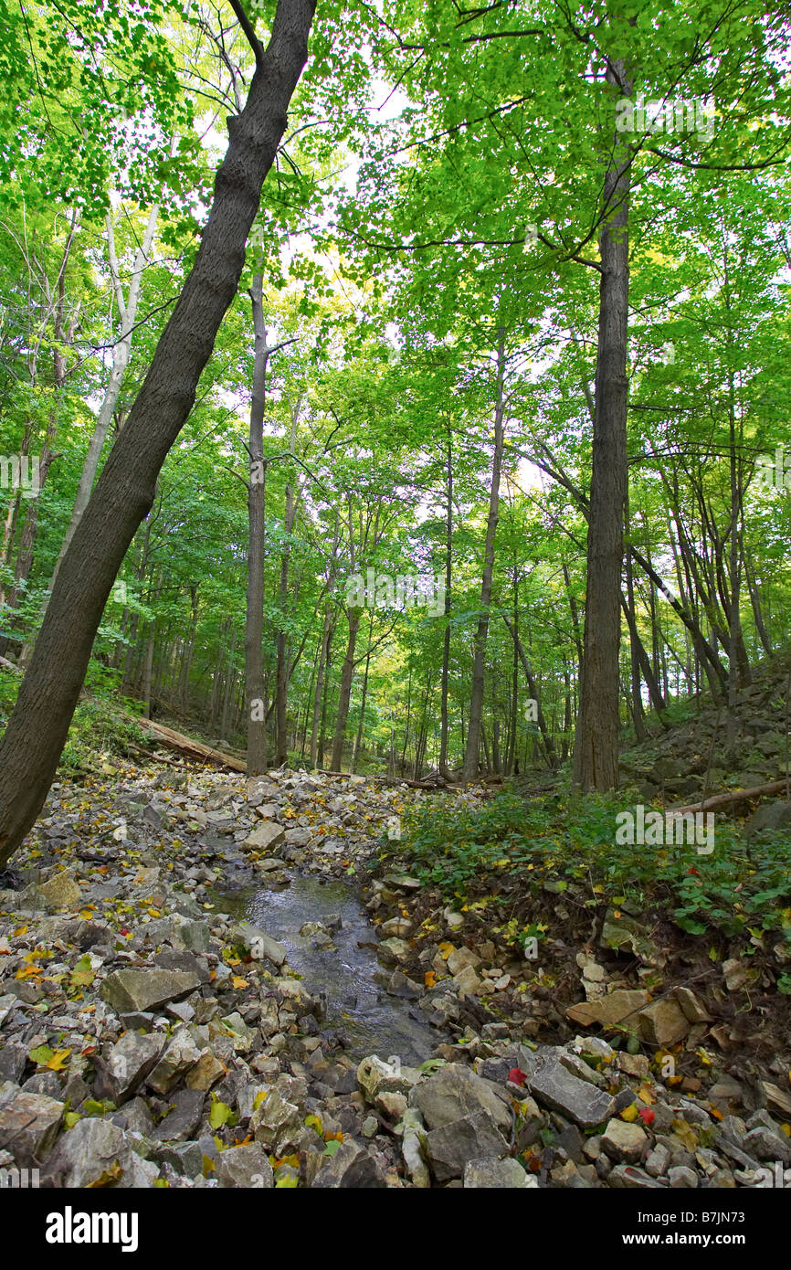 Wooded stream hi-res stock photography and images - Alamy