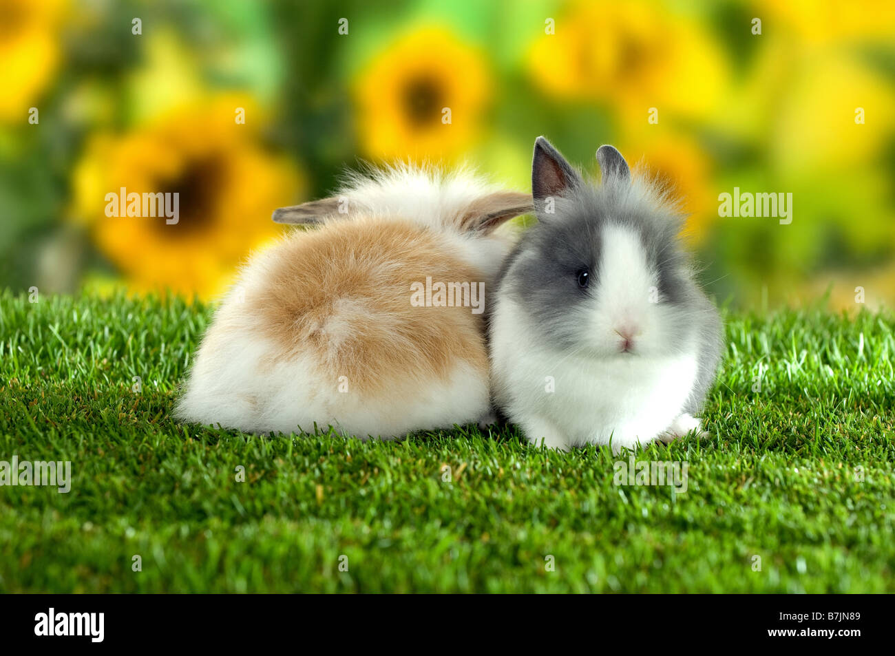 two dwarf rabbits on meadow Stock Photo - Alamy