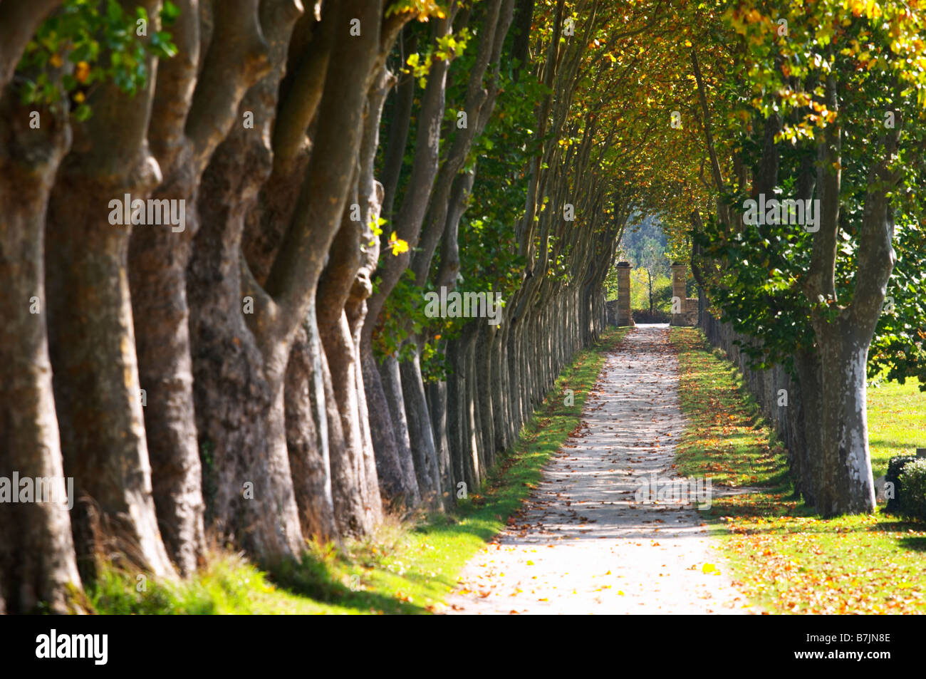 Tree lined drive driveway hi-res stock photography and images - Alamy