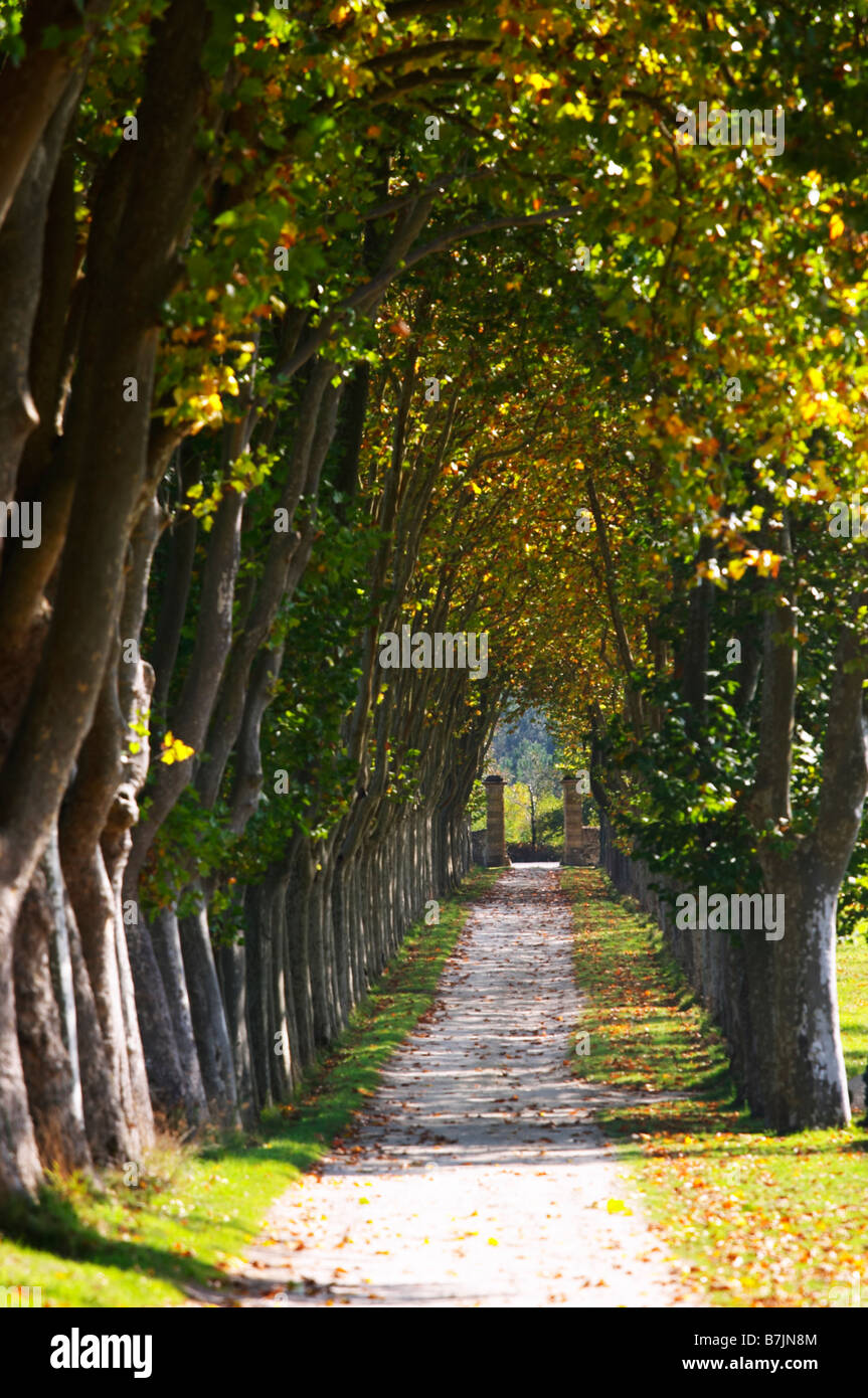 Tree way pathway hi-res stock photography and images - Alamy